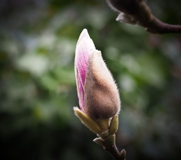 화장품성분이야기46.신이추출물 (Magnolia Liliflora Bud Extract) : 네이버 블로그