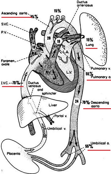 oxygen saturation of fetal circulation : 네이버 블로그