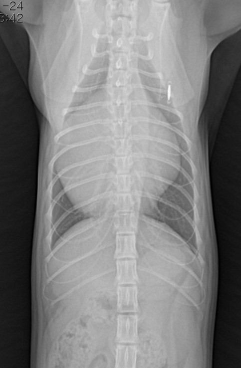 고양이 심낭허니아 (PPDH: Peritoneo Pericardial Diaphragmatic Hernia) : 네이버 블로그