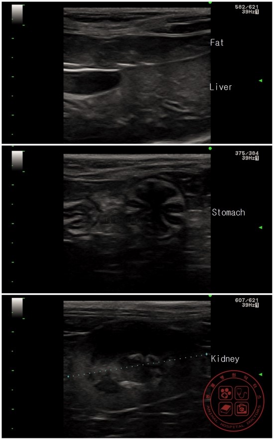 고양이 Triaditis / 지방간(hepatic lipidosis) 치료 : 천안 불당동 동물병원 닥터스 : 네이버 블로그