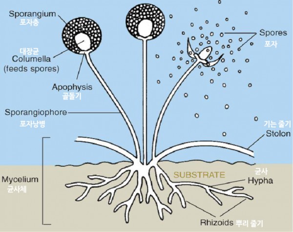 리조푸스 곰팡이 (Rhizopus) : 네이버 블로그