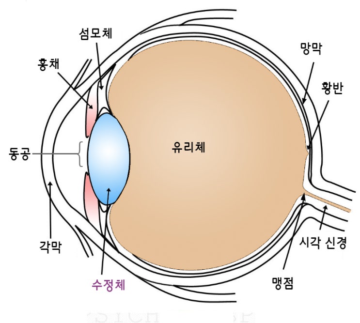중2과학 7단원 감각기관 눈시각 네이버 블로그