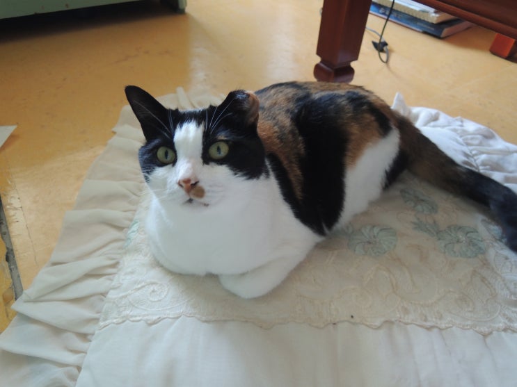 슬비가좋아하는 고양이사료 :: 위스카스 포켓 참치! : 네이버 블로그