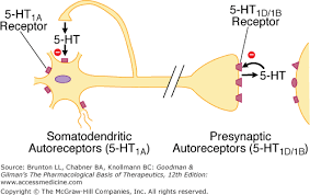 5-HT1A receptor 의 기능 : 네이버 블로그