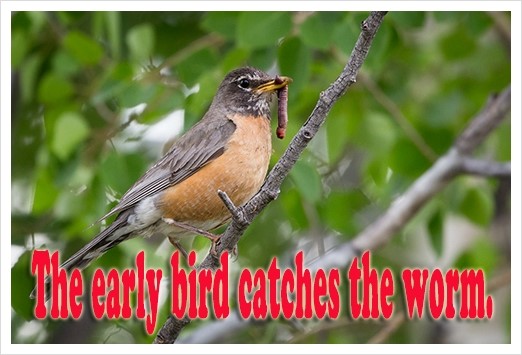 The Early Bird Catches The Worm. : 네이버 블로그