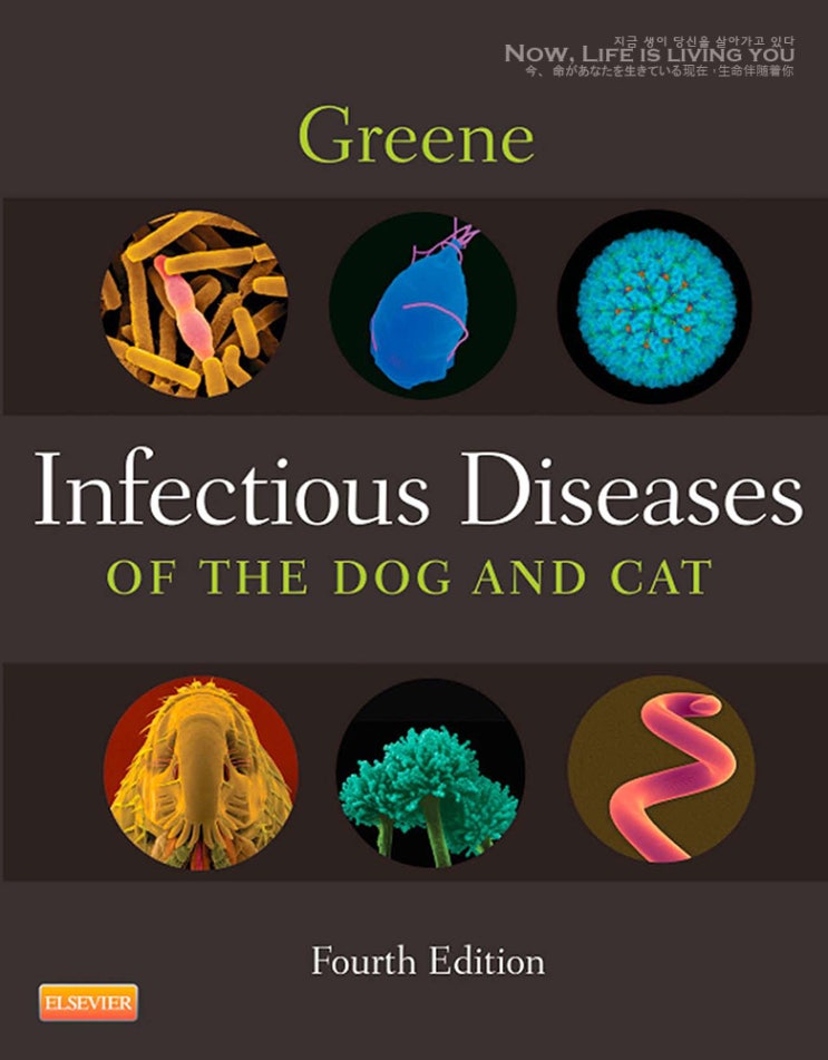 Infection Disease of Dog and Cat - 고양이 전염성 복막염(FIP) by Dr. Diane D ...