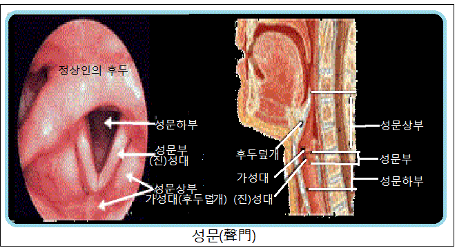 점막하구개열•침샘암타액선암침샘종양타액선종양•기도폐쇄질환•성문하성문아래•선천성성문하협착•후두연화증•후두개•급성후두개염•정맥