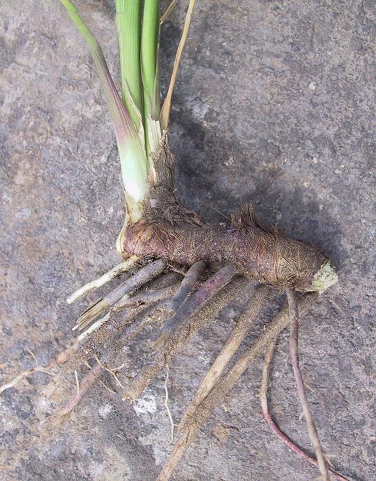 지모(知母)[본경/동의보감] : 네이버 블로그