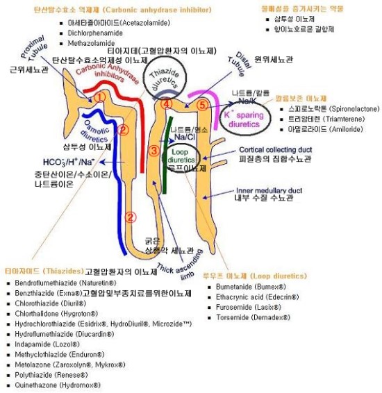 각종 이뇨제의 작용기전 및 세뇨관의 적용부위 적응증부작용등 네이버 블로그