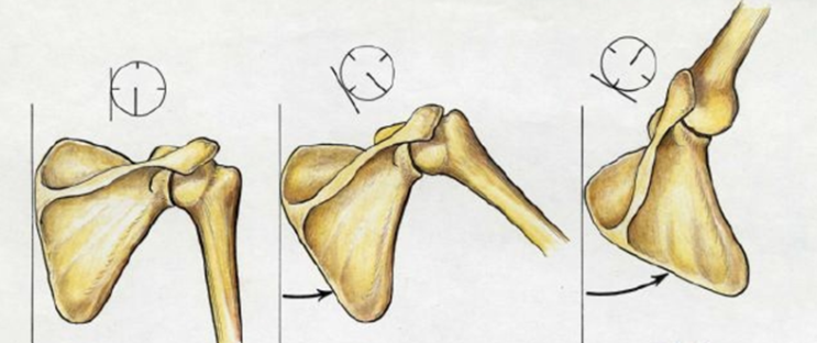 [근골격계] 견갑 상완 리듬과 roll & slide 정리 /100LAB : 네이버 블로그