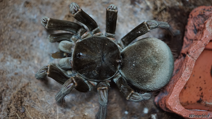 버건디 골리앗(Theraphosa stirmi) : 네이버 블로그