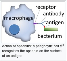 opsonin : 네이버 블로그