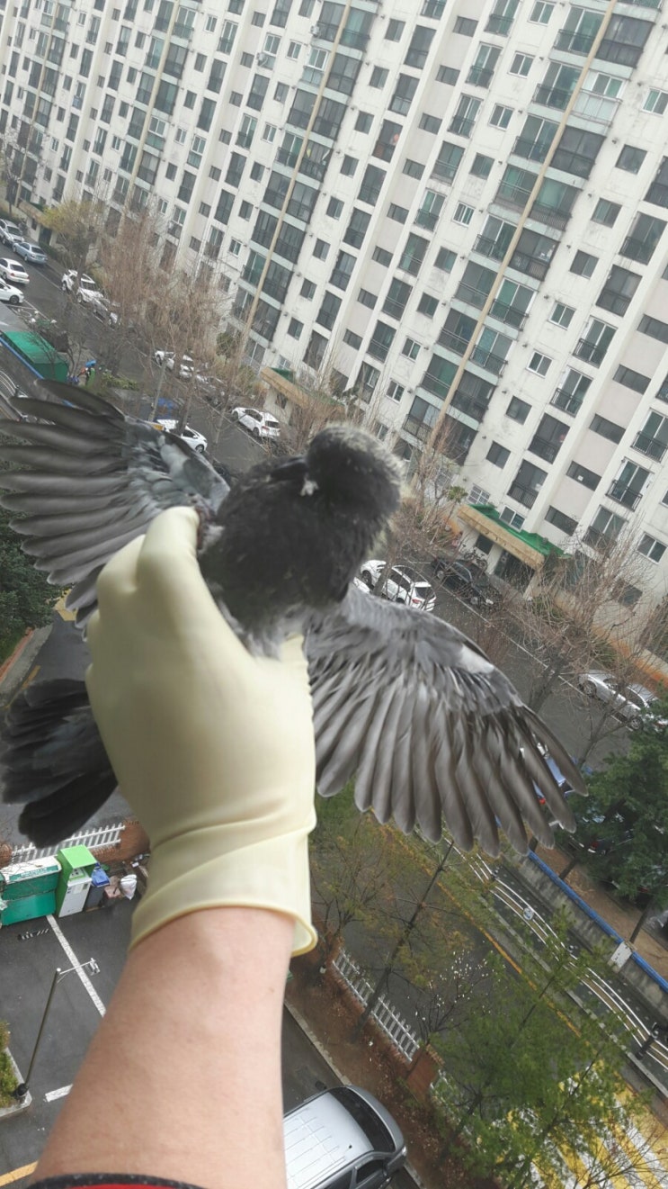서울비둘기퇴치,비둘기똥청소 맨손으로 잡았다-서울 영등포구 문래동 동원데자뷰 : 네이버 블로그