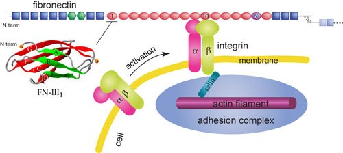 피부의 구조- 진피층 2) Fibronectin & Integrin : 네이버 블로그