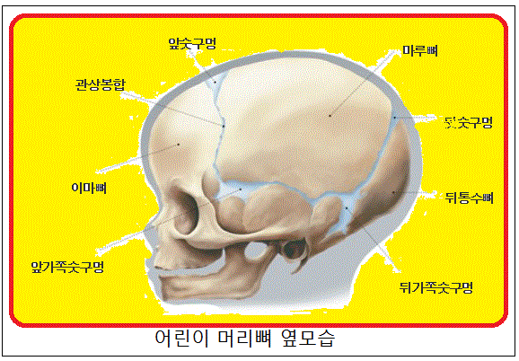 숫구멍숨구멍신문정문•앞숫구멍대천문전두천문•후측두천문뒤가쪽숫구멍• 시옷봉합삼각봉합람다상봉합•뒷숫구멍•액와동맥겨드랑