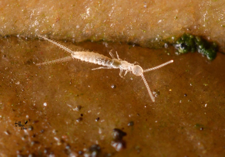 Campodea sp. 좀붙이 일종 : 네이버 블로그