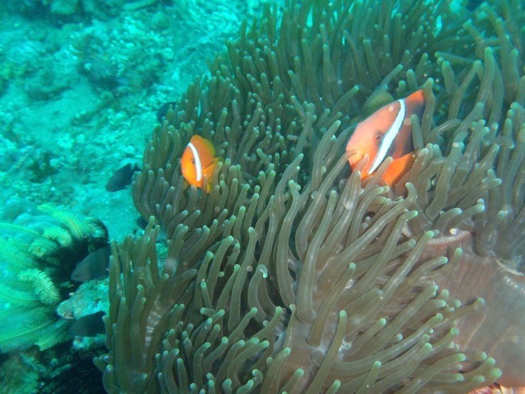 The 1st SCUBA diving at Mainit point in Anilao, Philippine 2017. 3. 29 ...