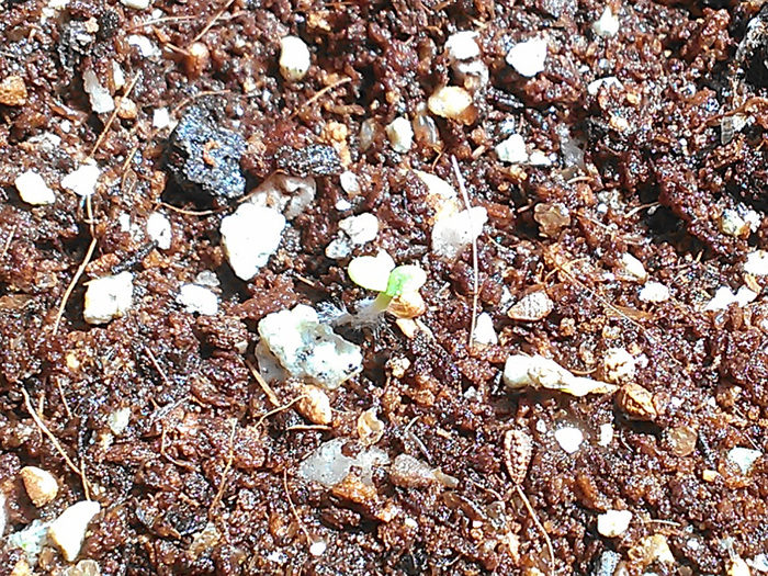 베니듐 (Venidium, Zulu Warriors) : 네이버 블로그