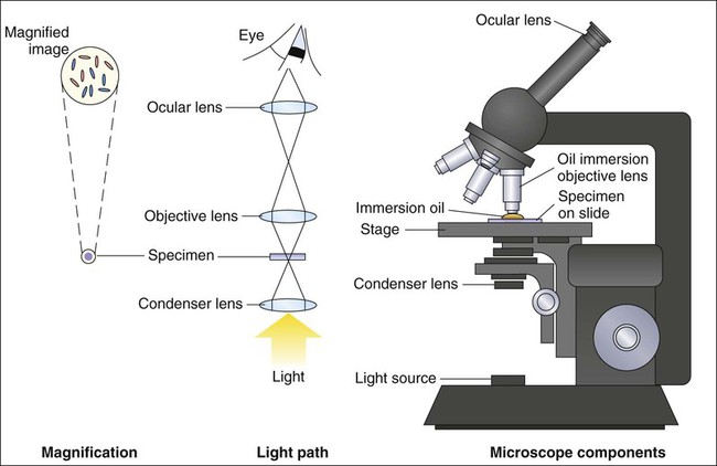 광학 현미경(photomicroscope) : 네이버 블로그