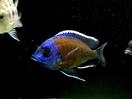 [추억의 말라위 3편]Copadichromis borleyi Kadango red fin : 네이버 블로그