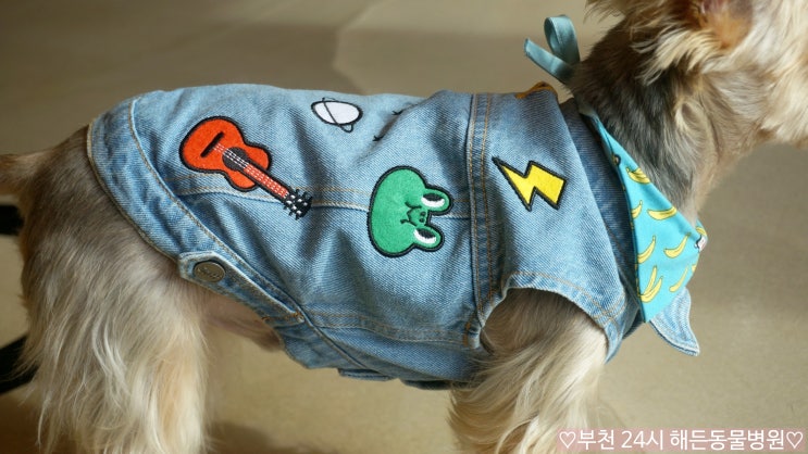 강아지 청자켓 입은 싸나이 마루 : 네이버 블로그