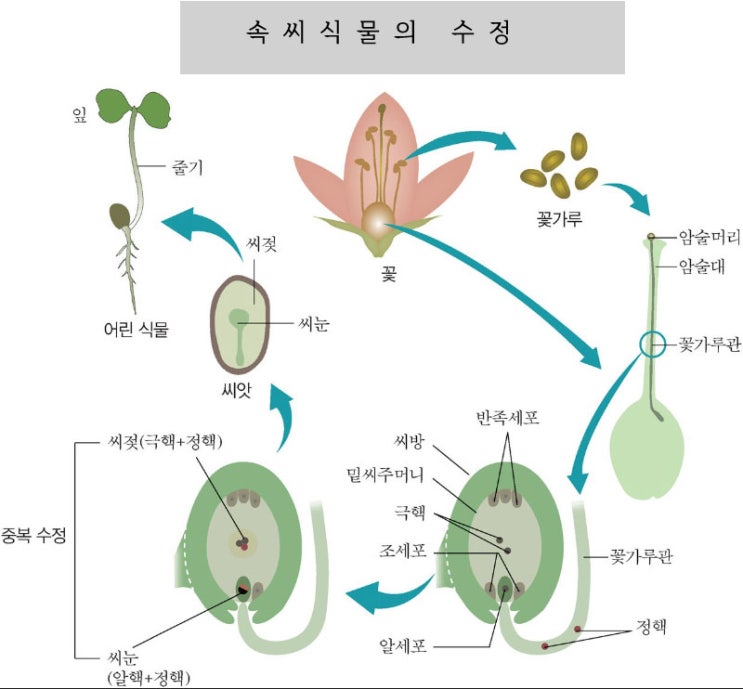 원예식물의 번식 수정受精 Fertilization 네이버 블로그