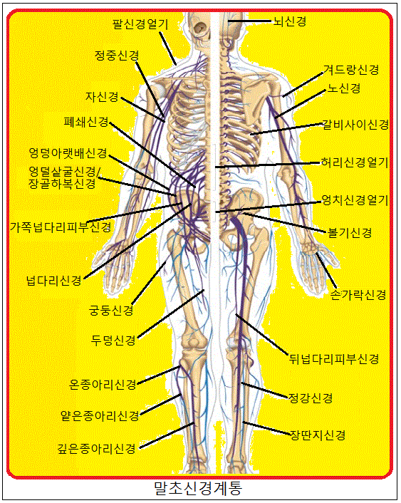 넙다리신경대퇴신경•두렁신경복재신경•온종아리신경•얕은종아리신경표재비골신경•깊은종아리신경•장딴지신경•뒤넙다리피부신경후대퇴피