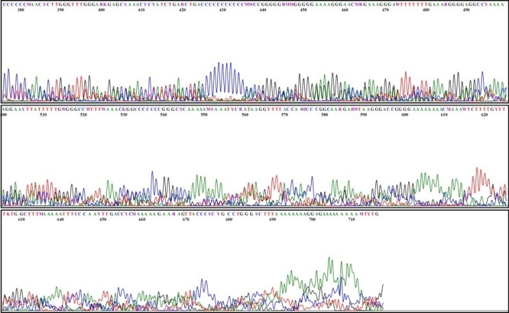 또 다른 troubleshooting - 분리된 효모의 ITS region을 sequencing한 결과 : 네이버 블로그