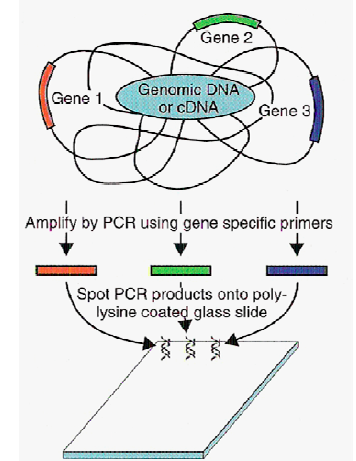 Microarray란? - 전사체(transcriptome) 분석원리 : 네이버 블로그