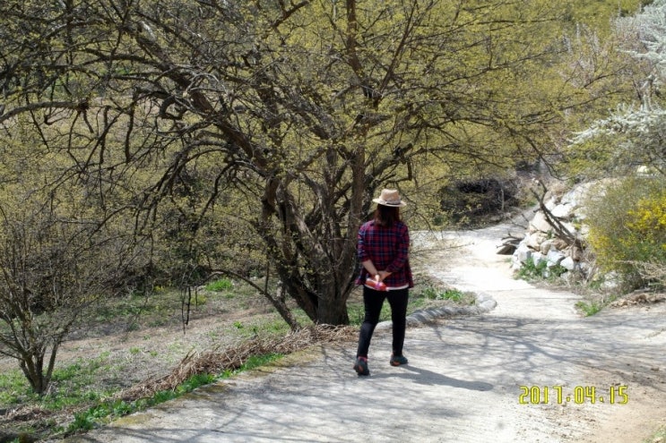 산수유꽃 핀 봉화 띠띠미마을 : 네이버 블로그