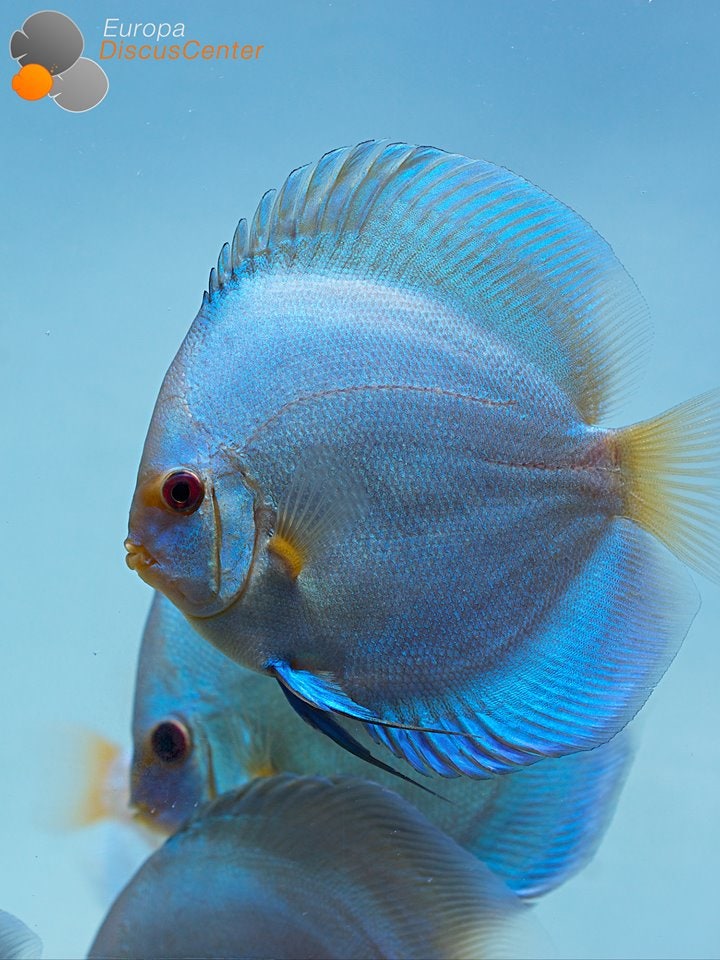 디스커스 식사 시간 + Europa Discus Center : 네이버 블로그