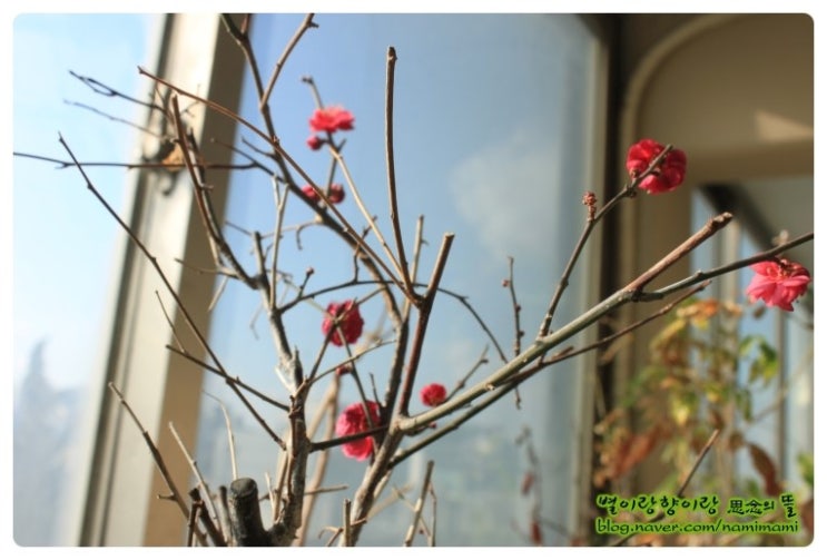 1월부터 3월까지의 매화, 만첩 연분홍매화, 운용백매, 흑룡금매 : 네이버 블로그