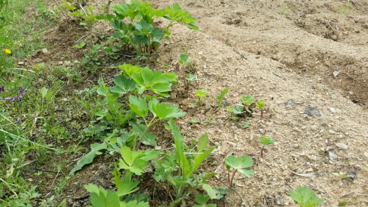 방풍(갯기름)Ledebouriella Seseloides 겨울초(유채) : 네이버 블로그