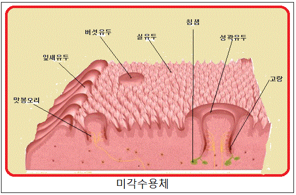 미각수용체•엽상유두•버섯유두•심상유두•실유두•실모양유두•사상유두•혀고랑•혀분계고랑•균열혀•고랑혀•균열설•주름설•눈•위눈꺼풀