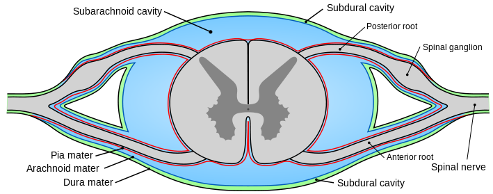Dentate ligament (= denticulate ligament ) : 네이버 블로그