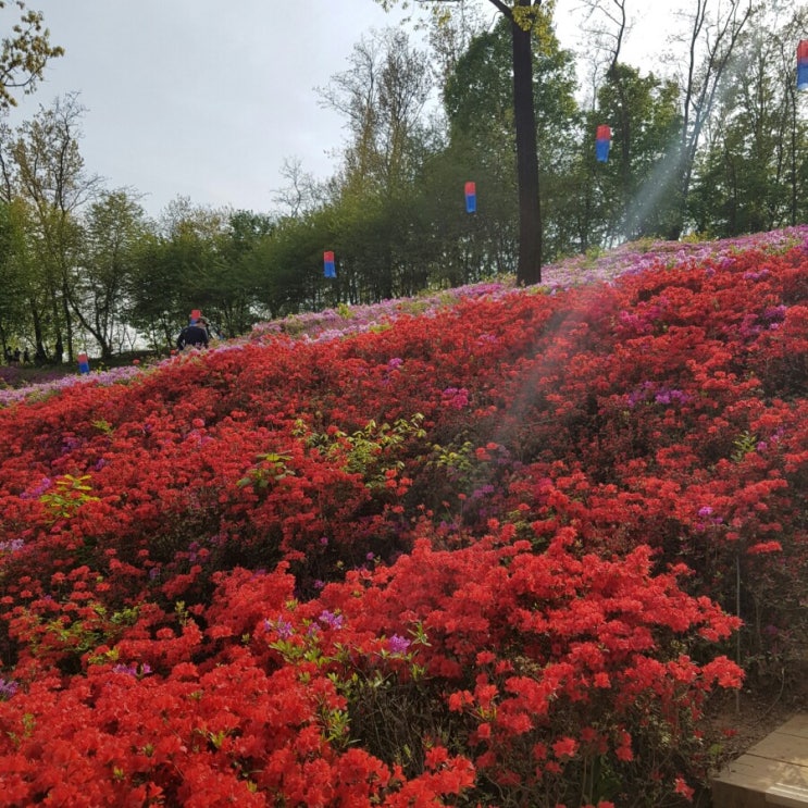 황금연휴 갈만한 곳 :: 군포철쭉축제 철쭉동산 다녀왔어요! : 네이버 블로그