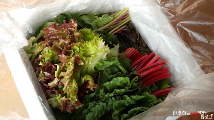 레알팜, 11번째 실물상품 GAP인증 모둠 쌈채소 : 네이버 블로그