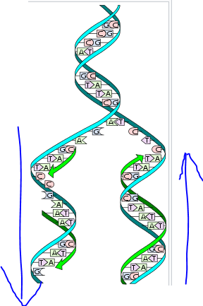 [생명공학] Nick translation, 틈번역이란? Proofreading? : 네이버 블로그