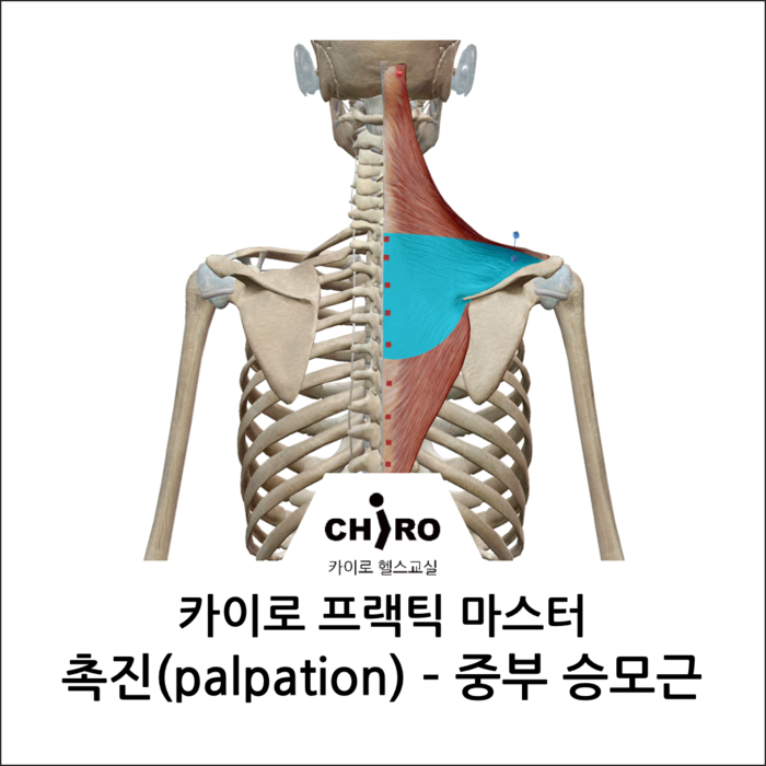 합정 척추교정 통증전문 카이로헬스교실의 카이로프랙틱 마스터 촉진 중부 승모근 네이버 블로그