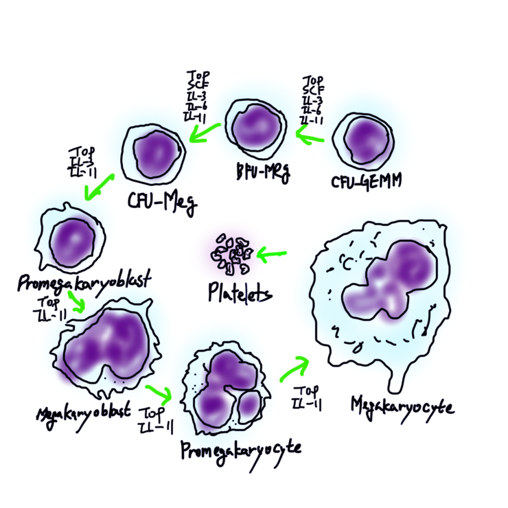 작약에 대한 이해. megakaryoblast premegakaryocyte megakaryocyte thrombocyte ...