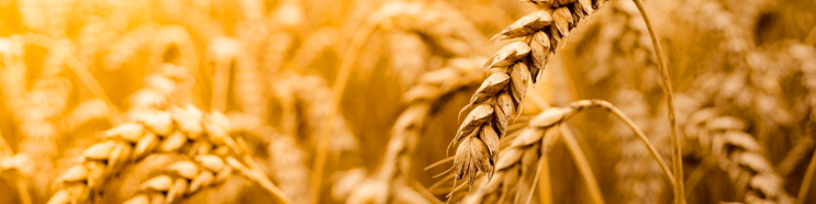 [NEOGEN]-Agri-Screen Kit for Aflatoxin, DON, Fumonisin/Micotoxin 중 ...