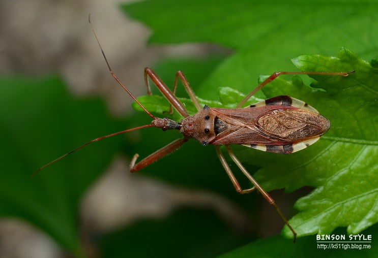 극동왕침노린재 한살이 : 네이버 블로그