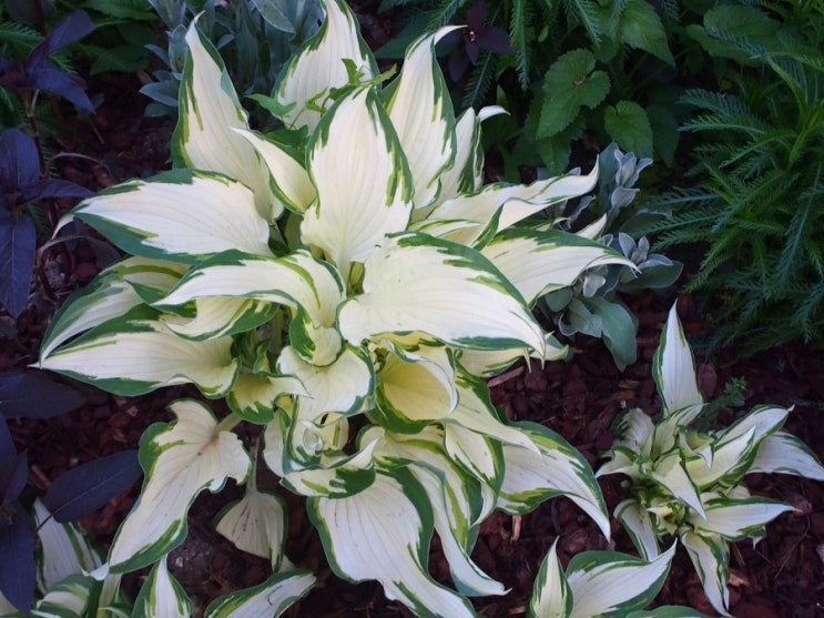 Hosta Fire and Ice : 네이버 블로그