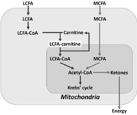 코코넛 오일이 비만에 도움이 되는 직접적인 이유, 식욕억제 (CCK, GLP-1 상승시킴으로써) : 네이버 블로그