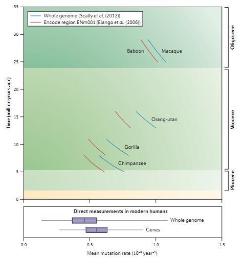 Revising the human mutation rate: implications for understanding human ...