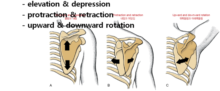 뉴만 임상운동학 [어깨 복합체] 견흉관절 ST joint (ScapuloThoracic joint) : 네이버 블로그