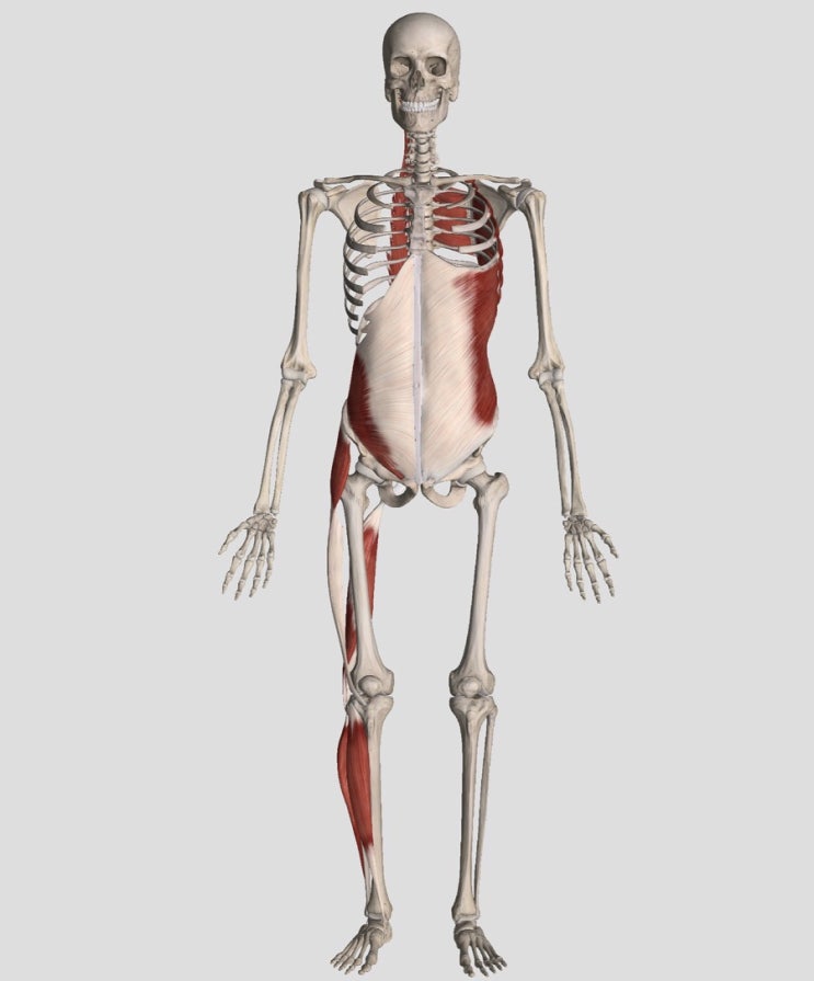 Anatomy Trains (The Spiral Line) : 네이버 블로그