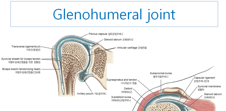 뉴만 임상운동학 [어깨 복합체] 관절와상완관절 GJ joint (GlenoHumeral joint) - 1 : 네이버 블로그