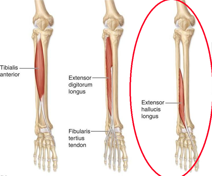 해부학_장무지신근(Extensor hallucis longus) : 네이버 블로그