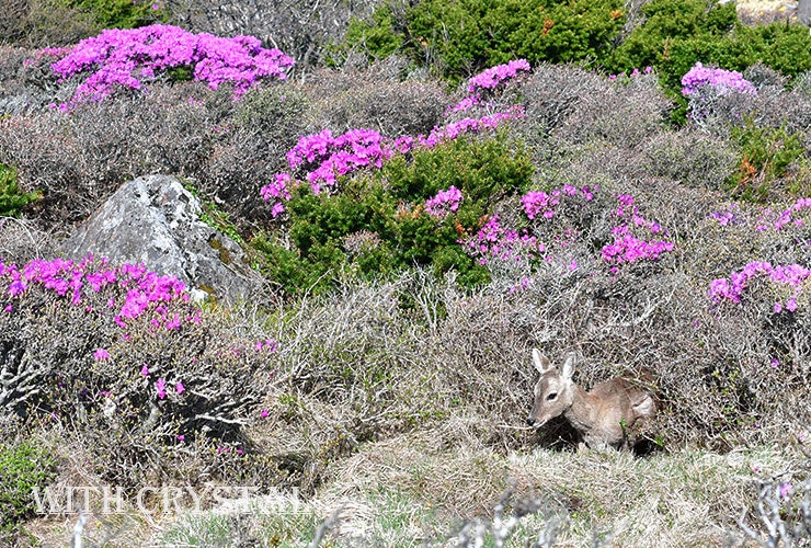 제주도의 노루(2017년) - Capreolus pygargus : 네이버 블로그